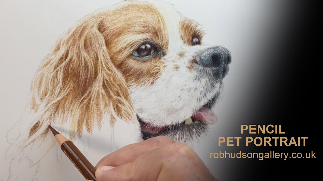 Coloured pencil drawing of Darby - YouTube