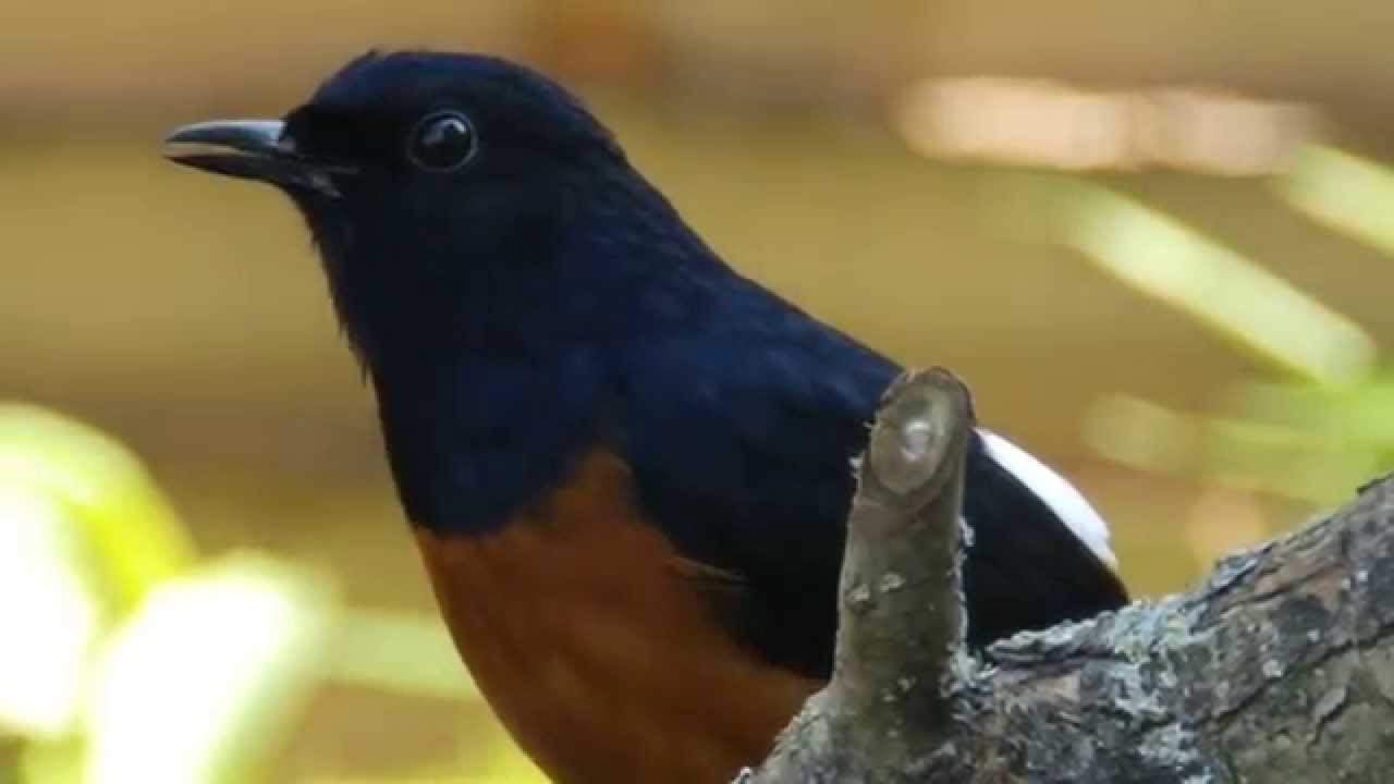 White-rumped shama singing loud - YouTube