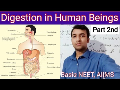 Digestion in Human Beings Class 10 ll Peristaltic Movement ll Digestion ...
