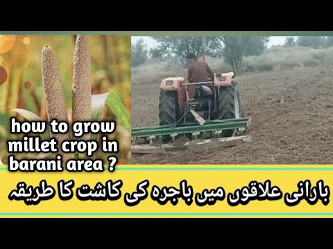 how to grow millet crop in barani area of Pakistan || millet ...