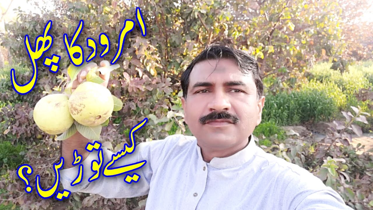 PICKING OF GUAVA FRUIT II Kalera Fruit Farms - YouTube