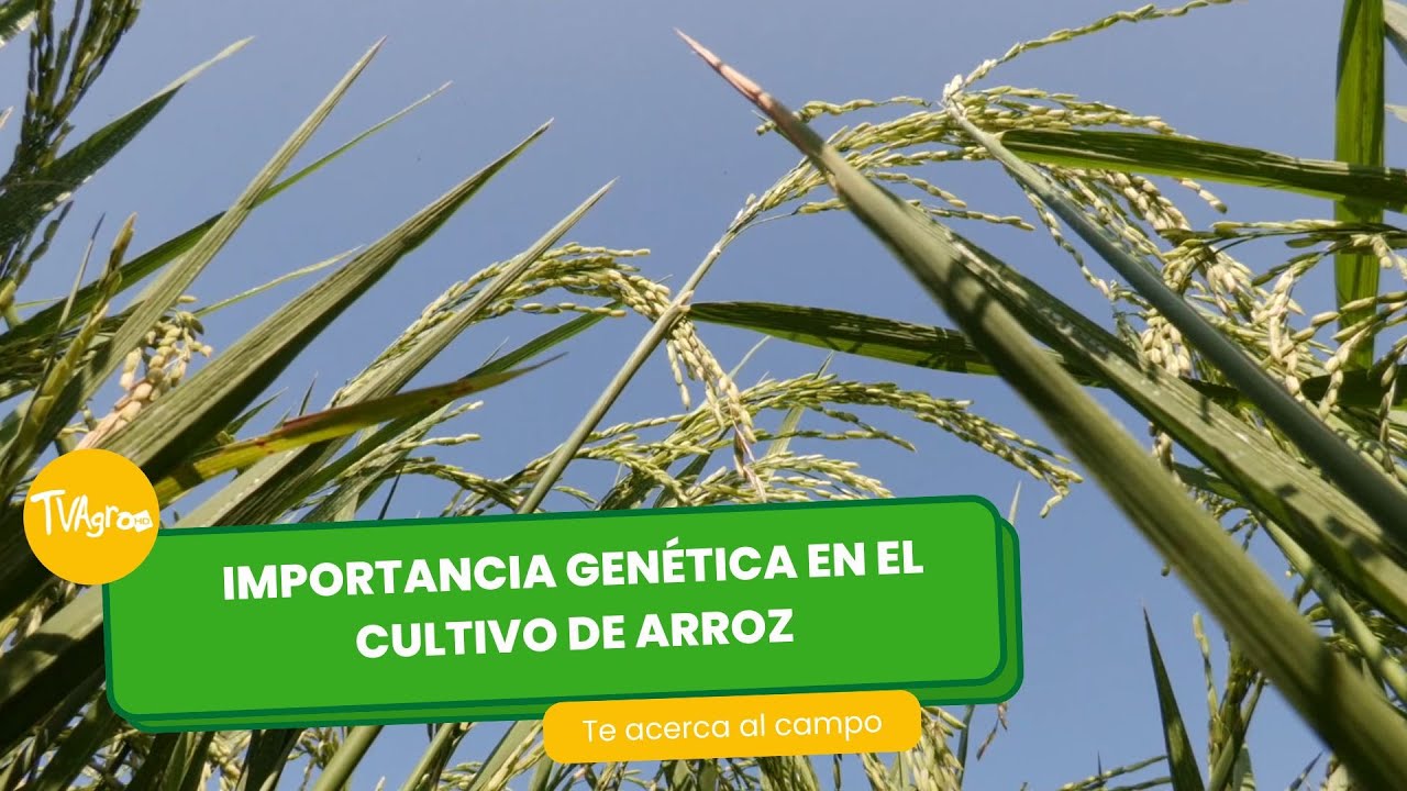 Plantas De Arroz