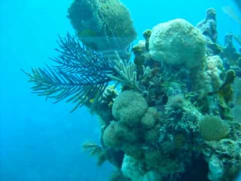 Banana Reef off Key Largo - YouTube
