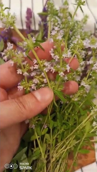 КАК ВЫГЛЯДИТ ШАЛФЕЙ И ЧАБРЕЦ!? ЗИМНИМ ЧАЕМ ОБЕСПЕЧЕНА! Самые ароматные ...