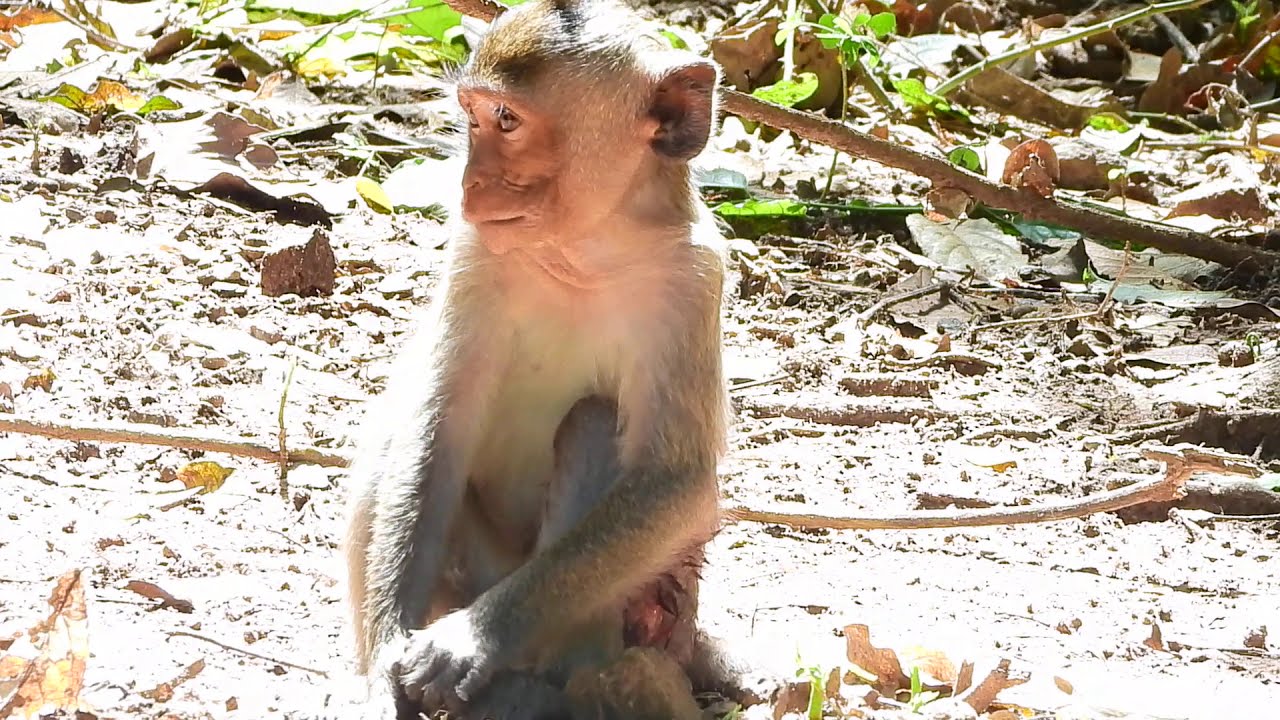 Very Sad Day! Heart Break! Small Poor and Weak monkey attack nobody can ...