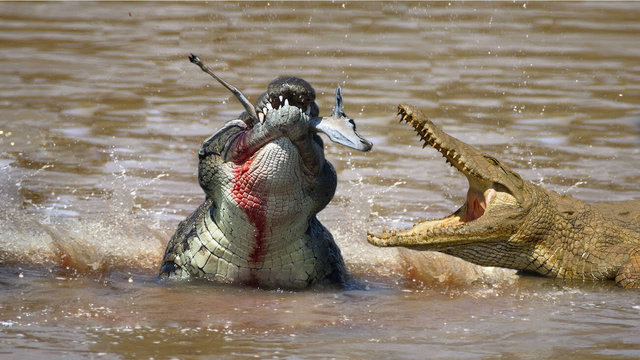 Two Crocodiles Vs One Baby Gazelle - YouTube