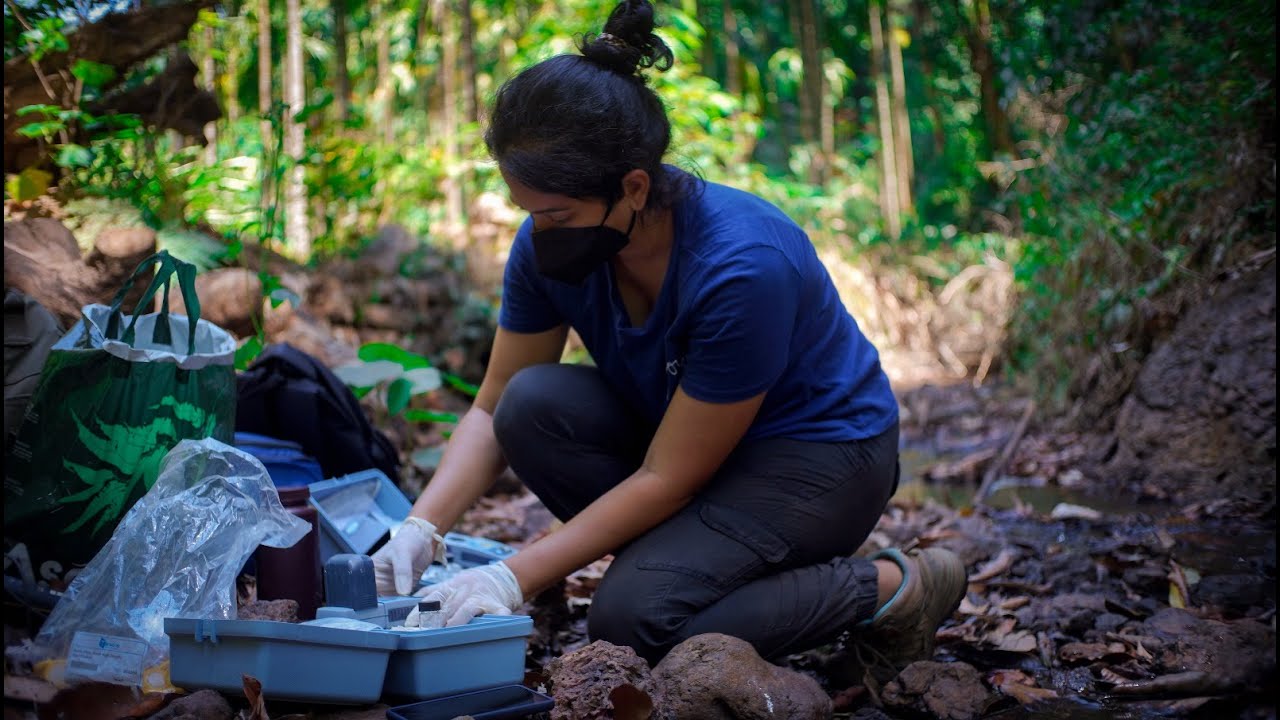 Exploring the Mysterious World of Freshwater Swamps: A Documentary ...