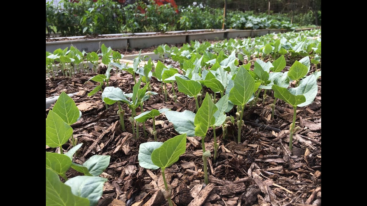 Planting Southern Peas In Raised Beds - YouTube