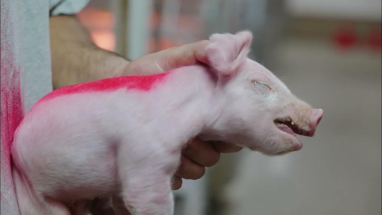 Production porcine - Administration d’injection en toute sécurité chez les porcelets - YouTube