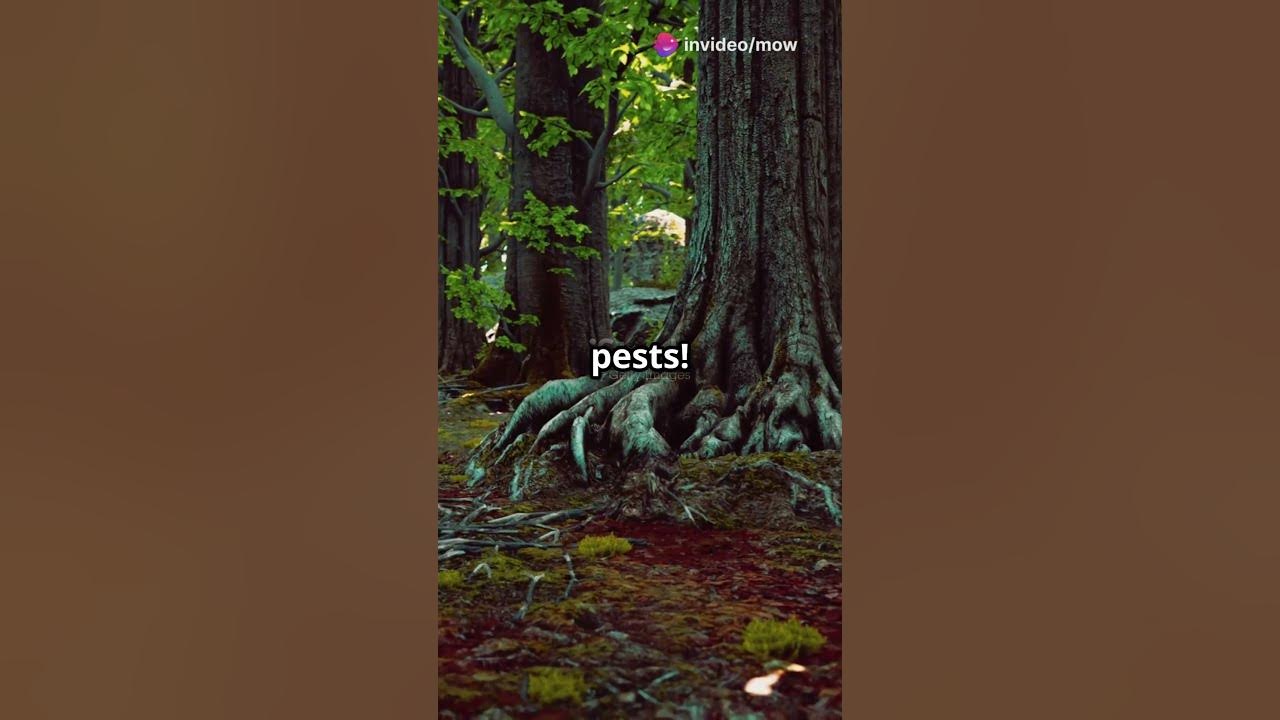 How Trees Secretly Talk to Each Other! #WoodWideWeb #TreeCommunication ...