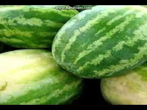 melons song