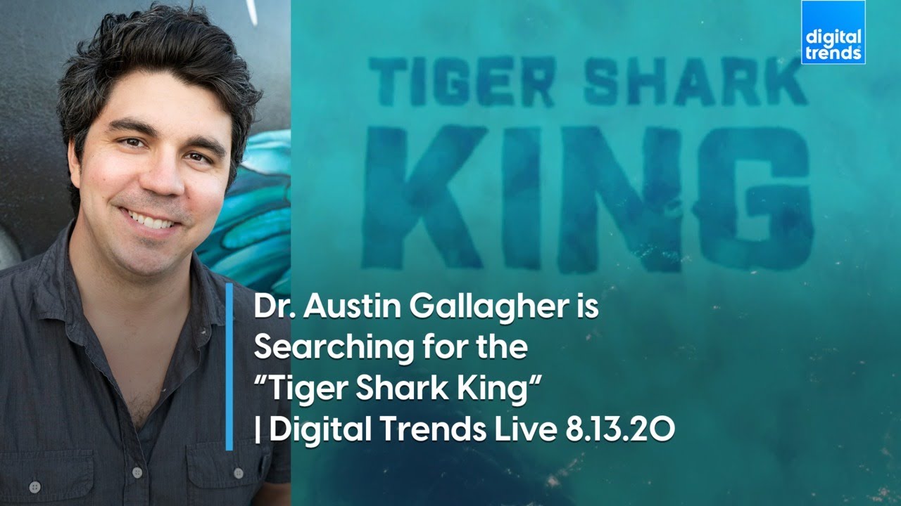 Searching For The 'Tiger Shark King' With Dr. Austin Gallagher - YouTube