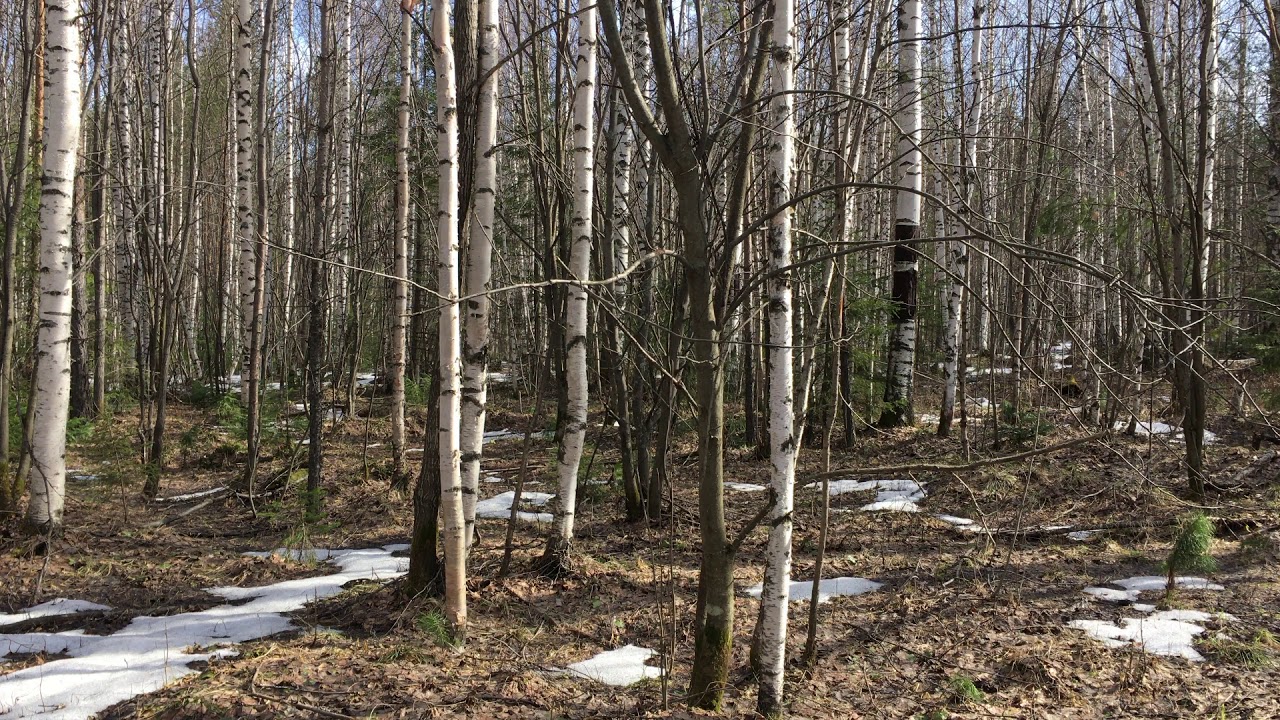 Spring in Russian forest. Taiga nature sound recording. Relaxing sounds ...