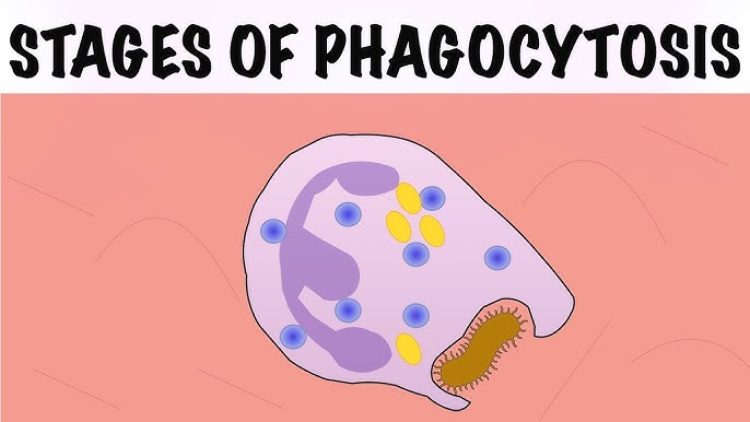 Phagocytosis Process Diagram