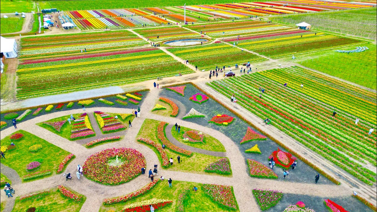 Canada - Drone Flight Over TASC Tulip Pick Farm in Niagara-on-the-Lake ...