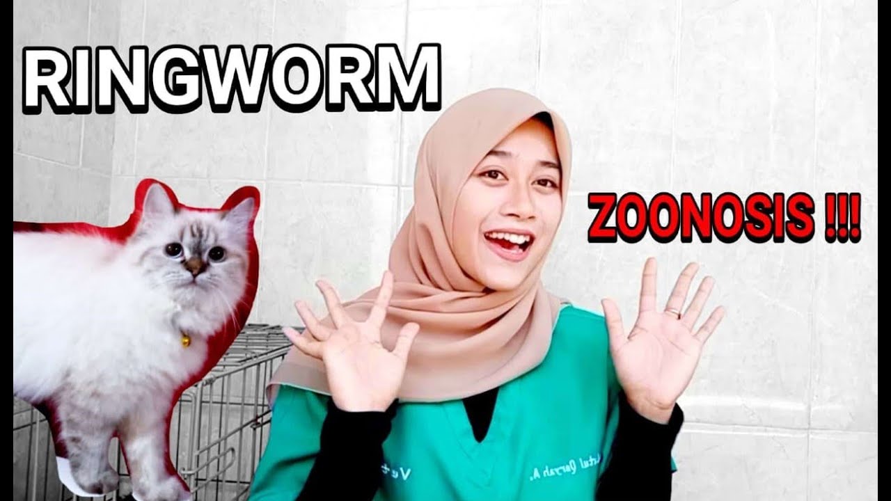 RINGWORM PADA KUCING ZOONOSIS ! OWNER HARUS HATI2 ! - YouTube