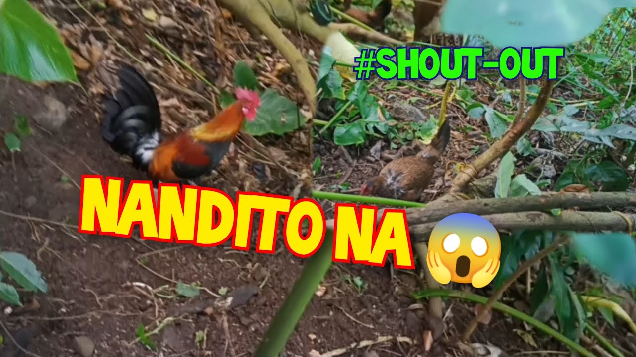 hunting labuyo/red jungle fowl/wild chicken - YouTube