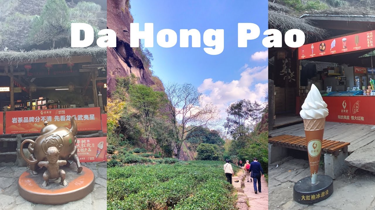 Visiting the "mother trees" of Da Hong Pao Tea | Wuyishan Vlog - YouTube