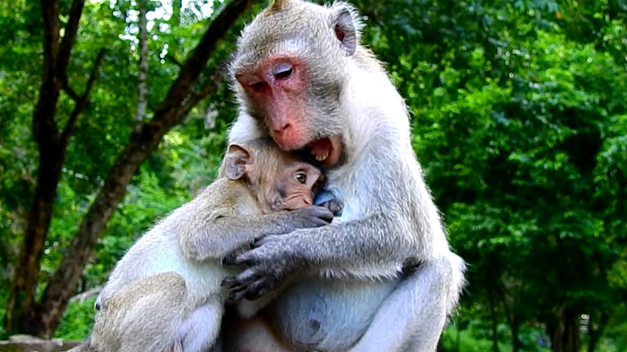 GOD Stop.. Jane ! Jazzy Monkey Calm Hurtin-g Head Jane Monkey Spoiled ...