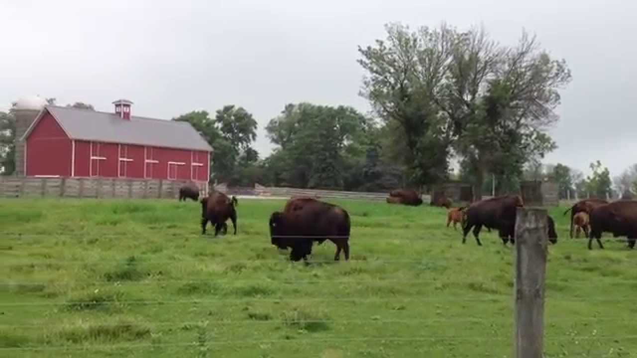 Bison Farm at Fermi National Accelerator Laboratory (Fermilab) - YouTube