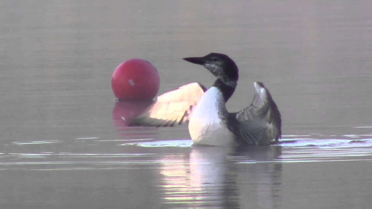 Loon rising - a short clip - YouTube