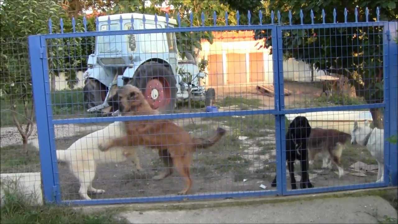 Τα σκυλια στο πατρικο μου σπιτι! Δειτε τον Καφκα! - YouTube
