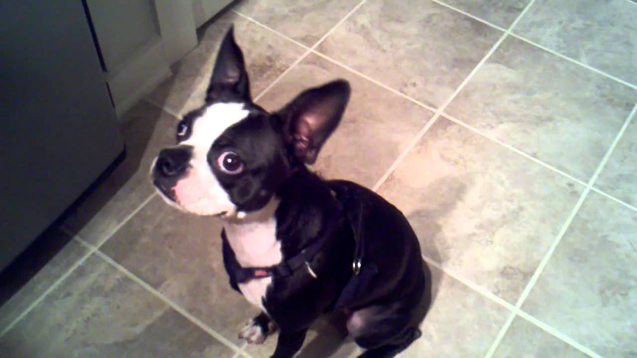 Smiling Boston Terrier - YouTube