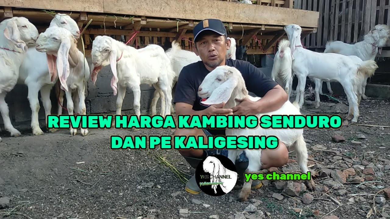 REVIEW HARGA KAMBING SENDURO DAN PE KALIGESING 21 mei 2023 - YouTube