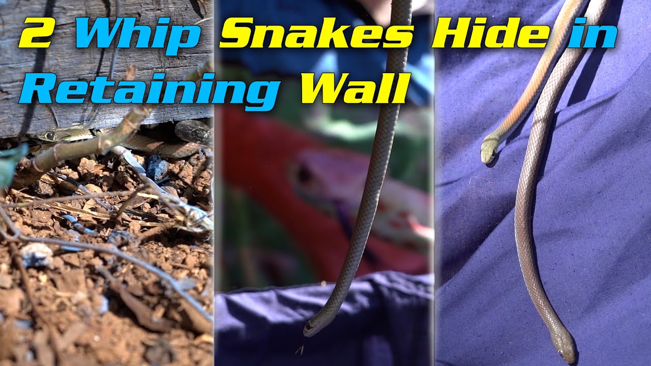 2 'Brown Coloured' Snakes in Retaining Wall Scared Workers! - YouTube