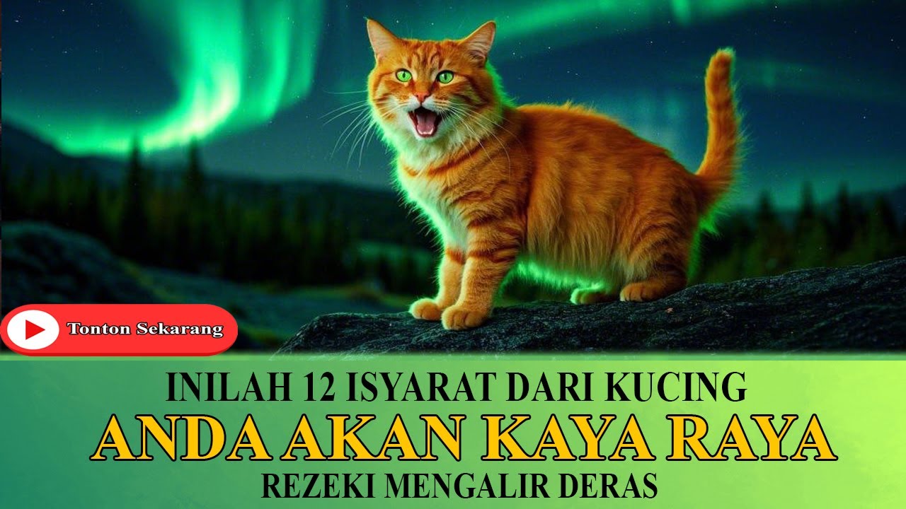 Perhatikan 12 Isyarat Dari Kucing Anda Akan Kaya dan Beruntung, Rezeki ...