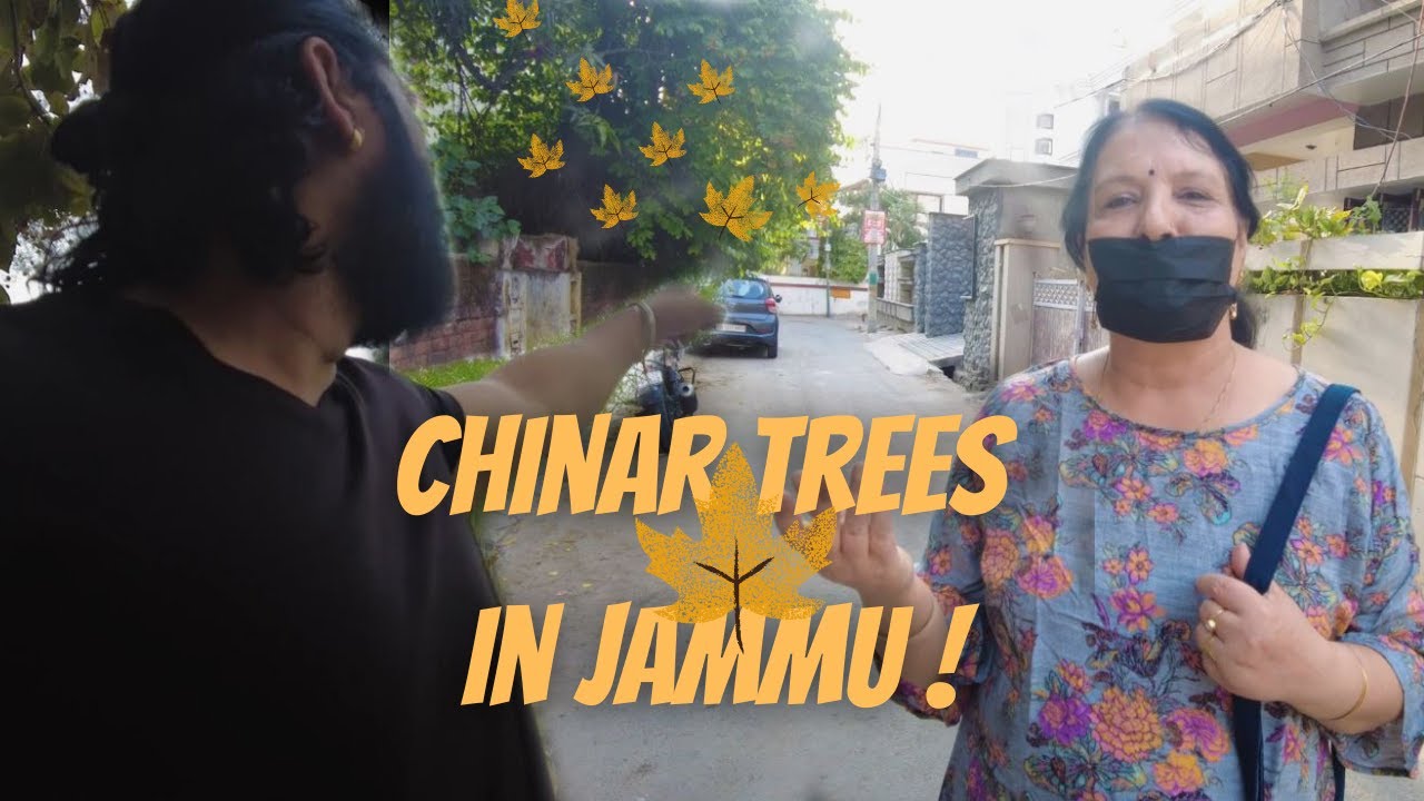 Only place in jammu to see Chinar Trees | An evening stroll with Mother ...