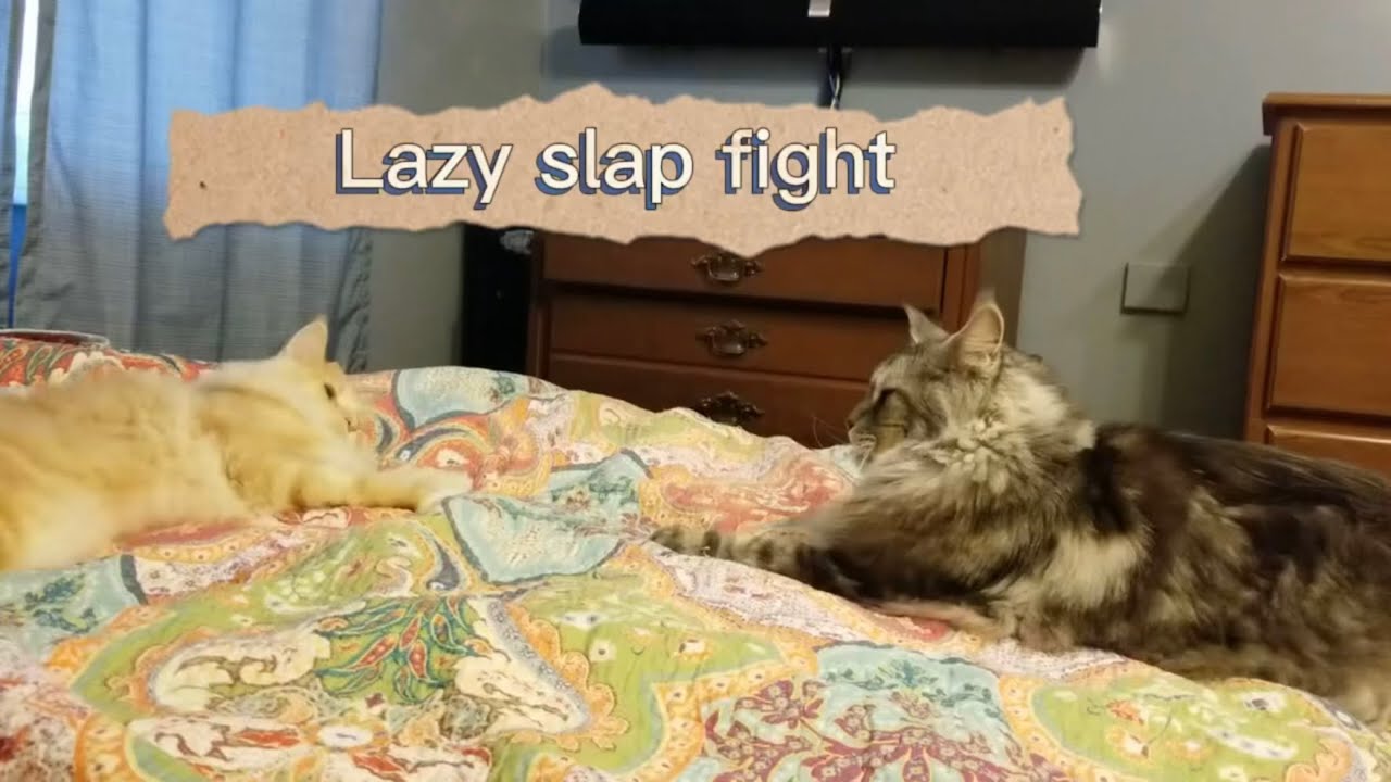 Laziest Maine Coon cat slap fight ever! #mainecoon #cats #floof - YouTube