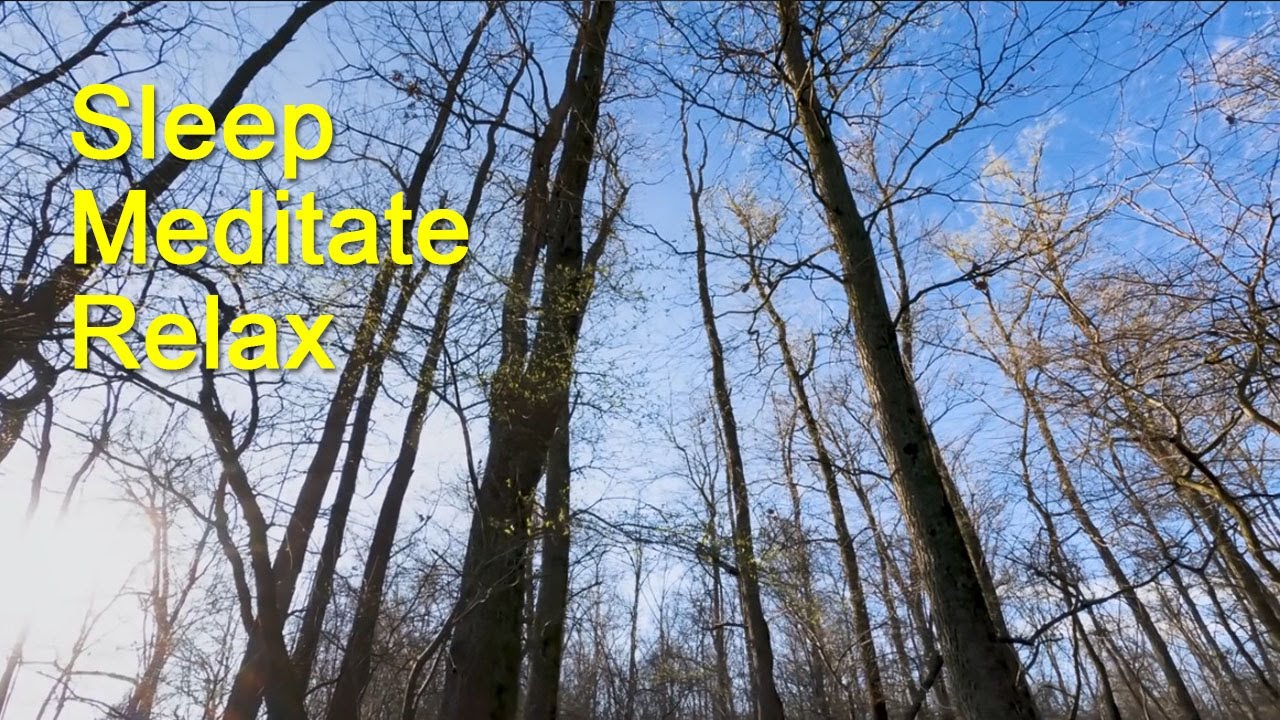 Wind Sounds for Sleeping, Relaxing and Studying | The Wind in The Trees ...