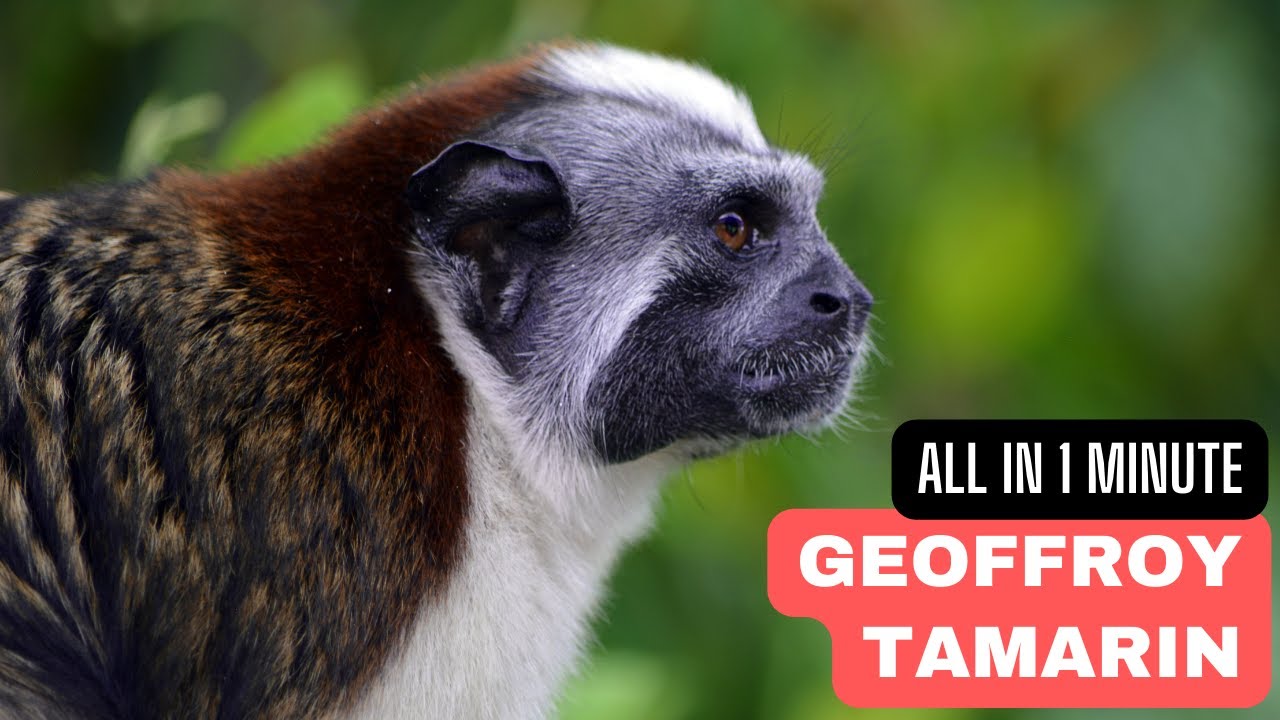 Geoffroy's tamarin | in 1 minute - YouTube