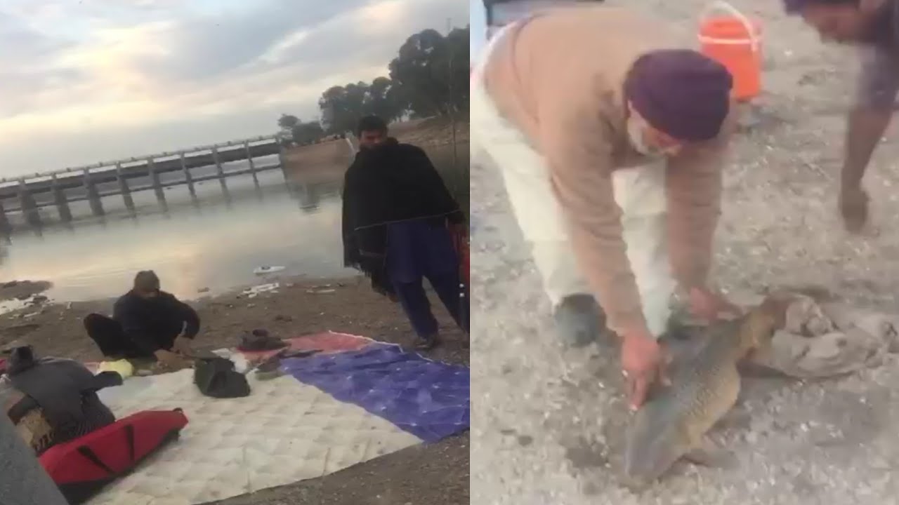 Amazing Big Gulfam Fishing 28/01/2023 |Fishing Info - YouTube