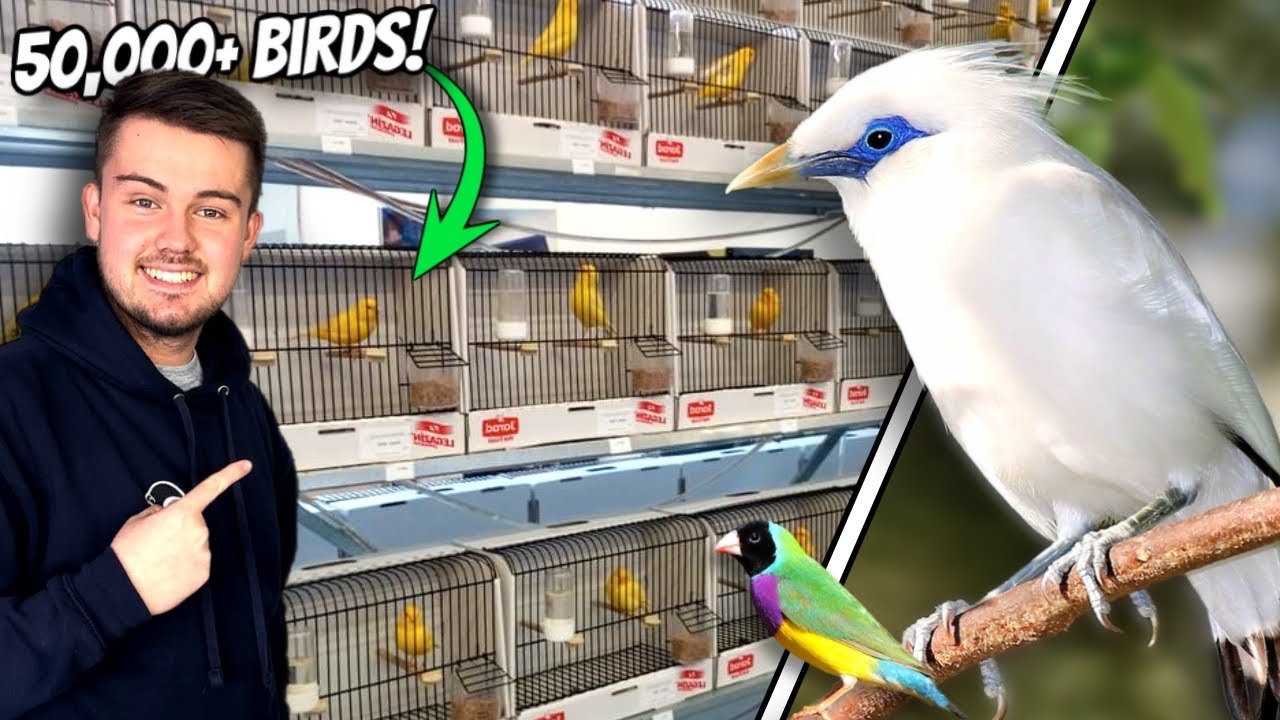 GIANT Exotic Bird Sale in the UK - Newark 2024 - YouTube
