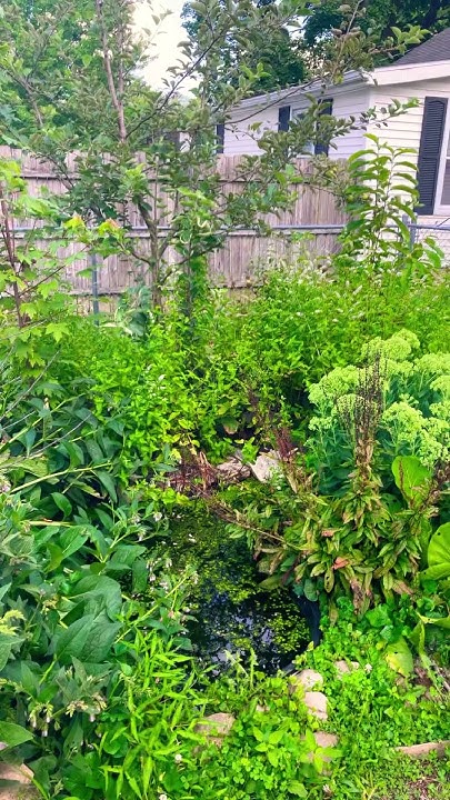 Examples of fruit tree guilds permaculture #shorts - YouTube