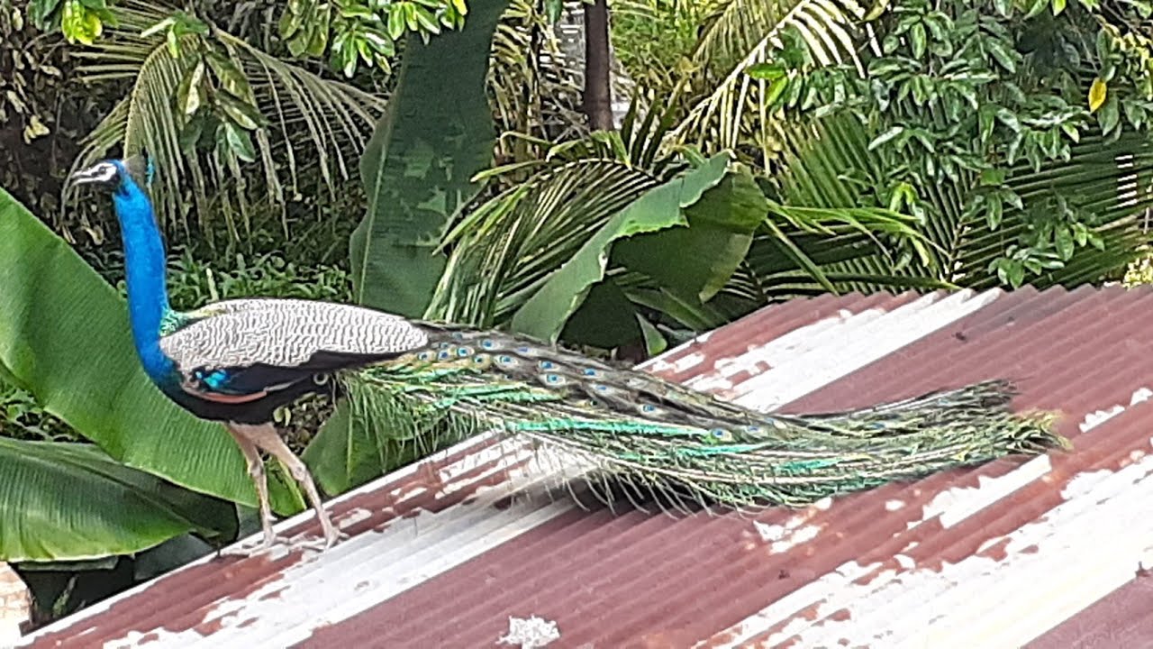 മയിലിന്റെ നൃത്തം കണ്ടാലോ../ മയിലാട്ടം / mayilattam / peacock dance ...