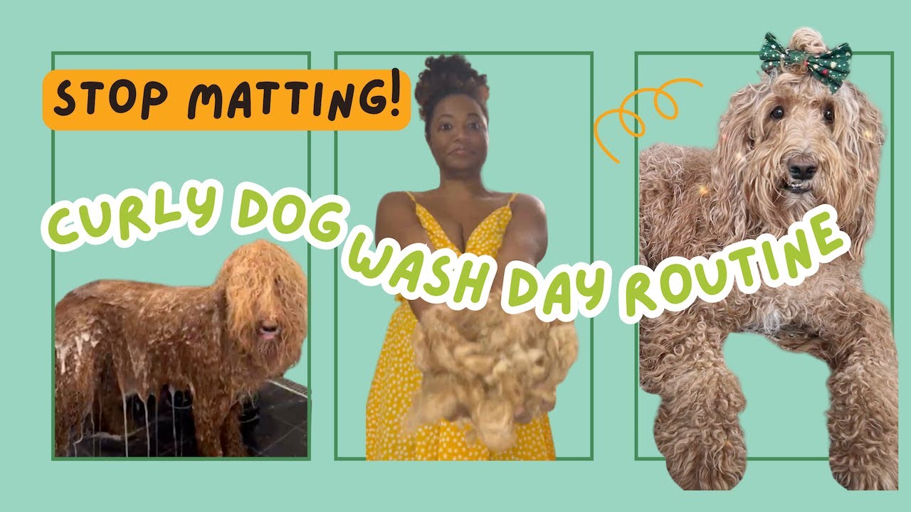 The BEST Dog Wash Day Routine for PREVENTING MATS!!! | CurlyWags Method ...