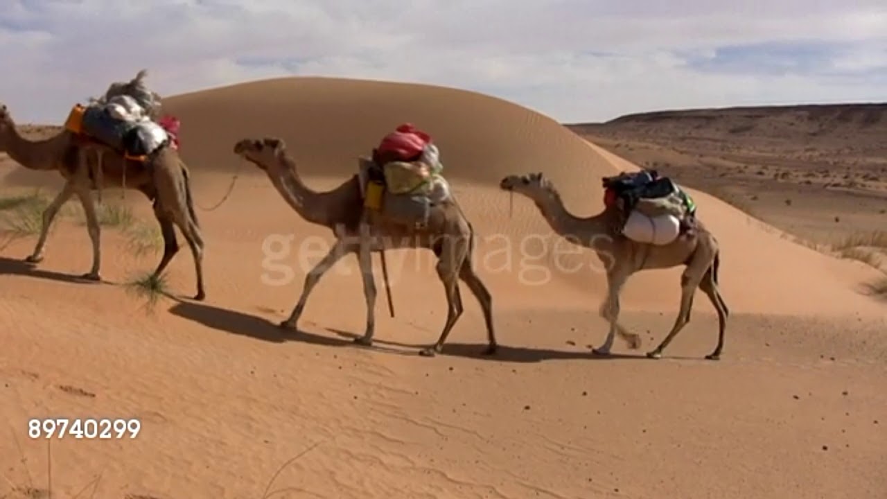 Baby Einstein - Baby Noah's Animal Expedition - Animals In The Desert ...