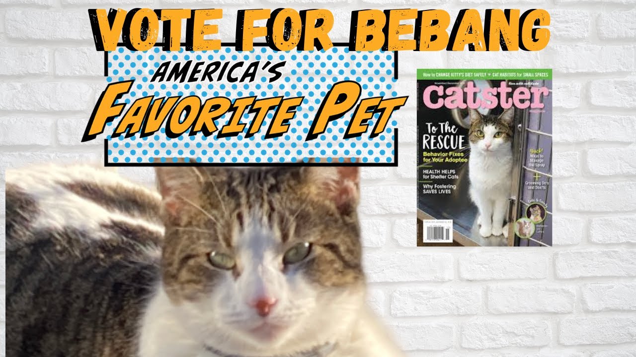 VOTE FOR BEBANG FOR AMERICA'S FAVORITE PET 2023 - YouTube