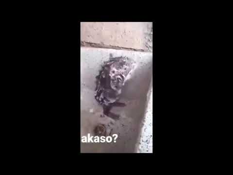 Fare yıkanıyor antebin hamamları