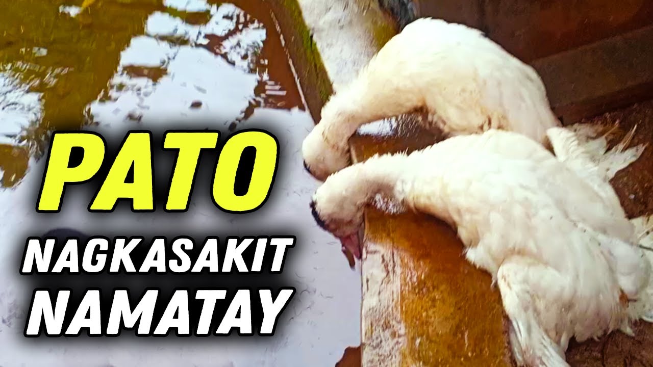 PATO namin ano kaya ang dahilan ng pagkamatay? | Buhay Bukid Series ...