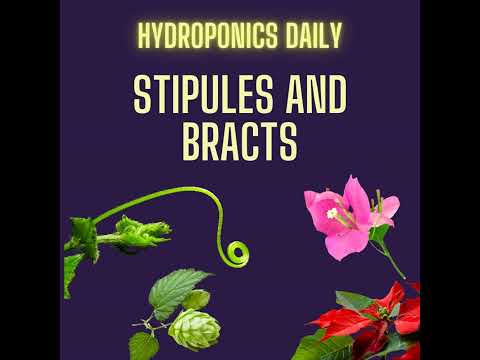 What Are Stipules In Plants