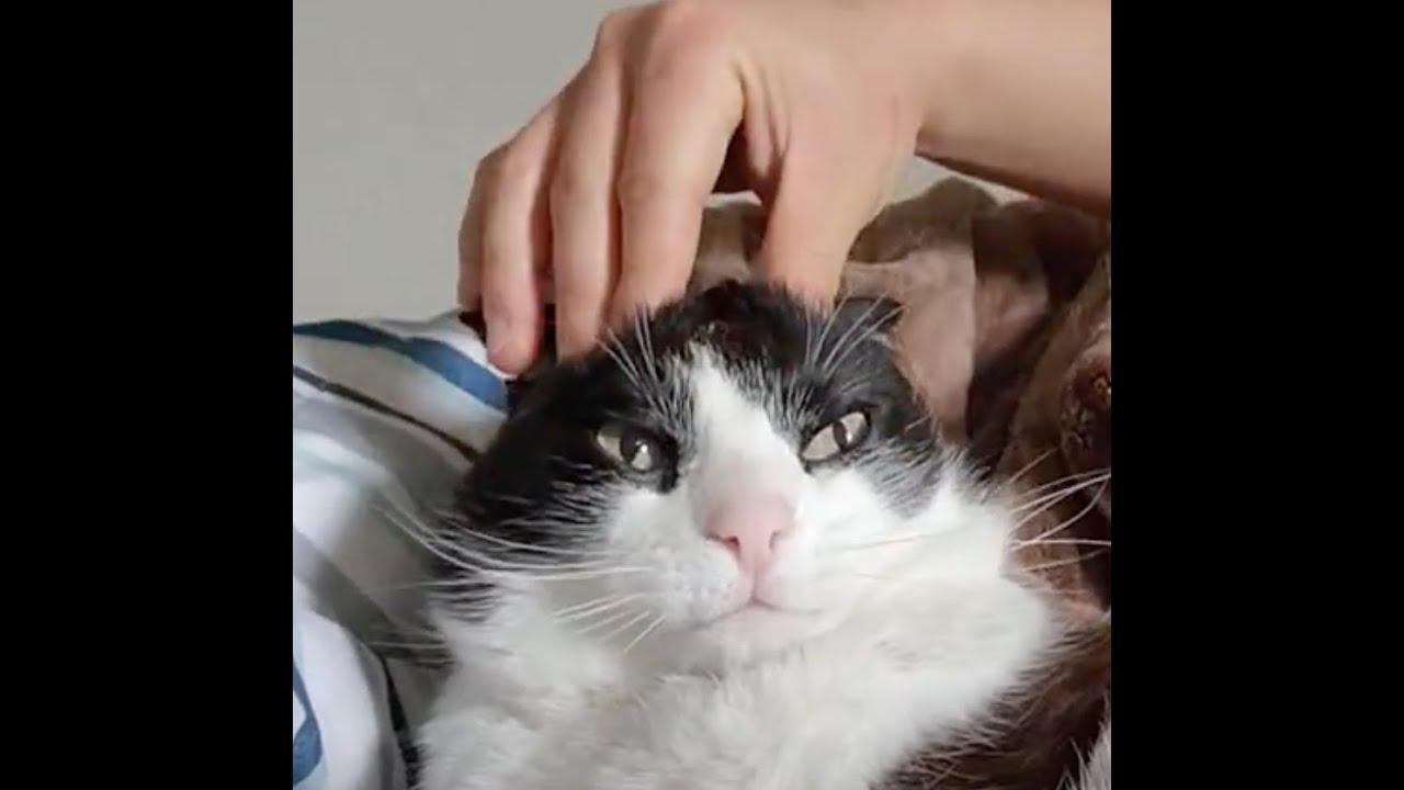 Head Masseuse Youtube