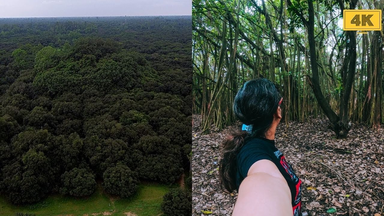 Mango Orchards & Giant "Akshaya Vat" Banyan Tree in Majhi, Lucknow ...