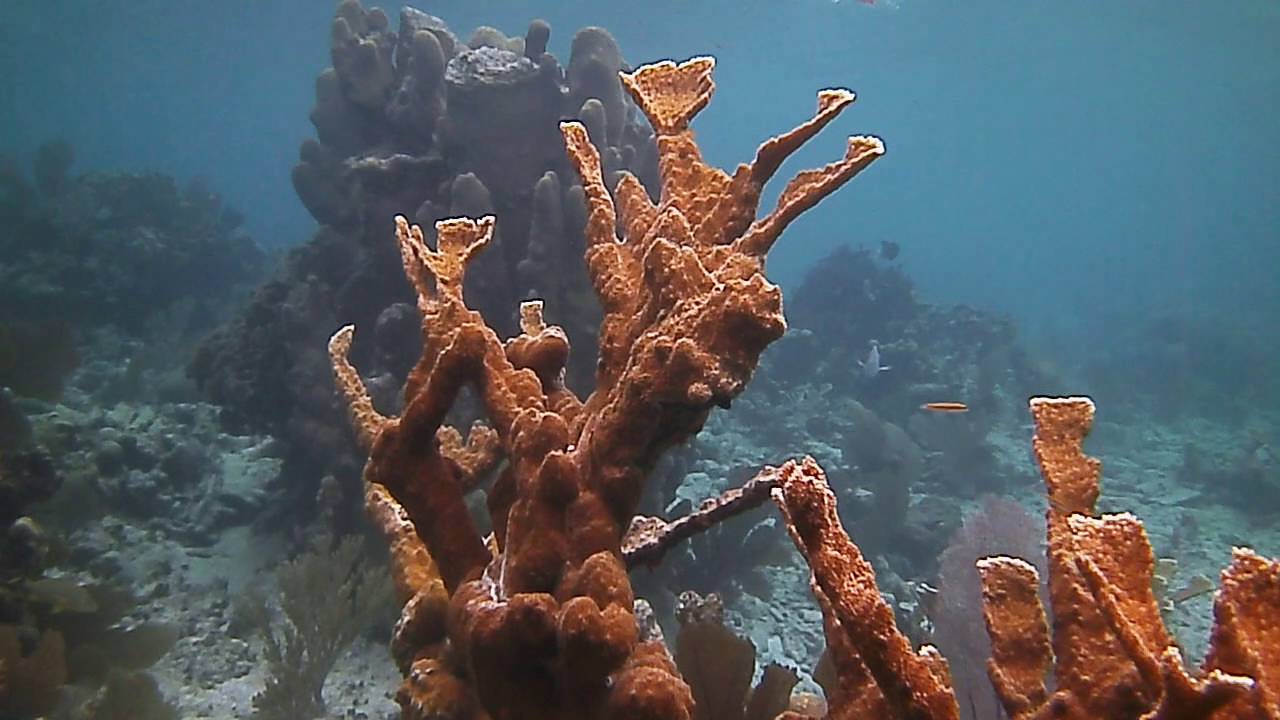 Free Diving Belize: Glover's Reef Atoll - YouTube