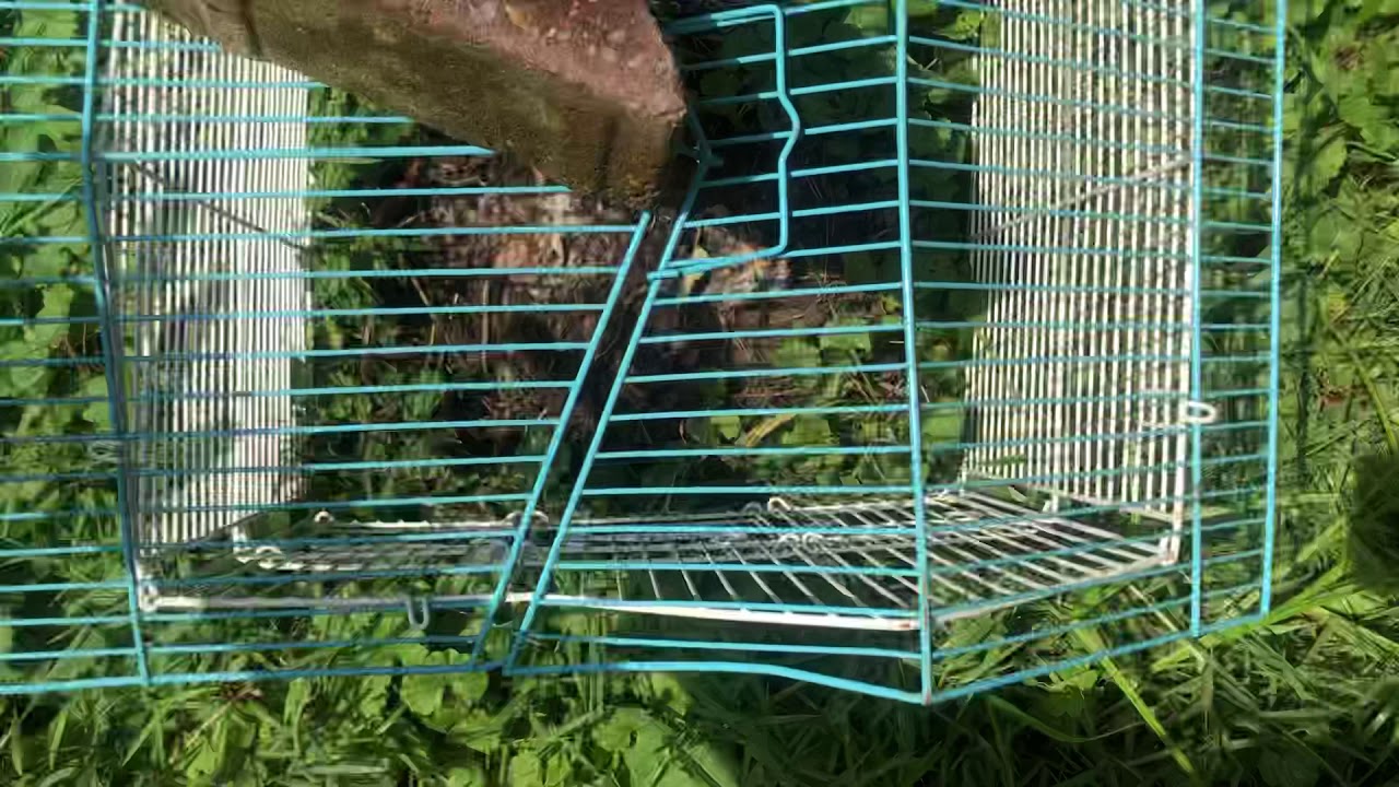 Mouse Decomposition: Day 6 - YouTube