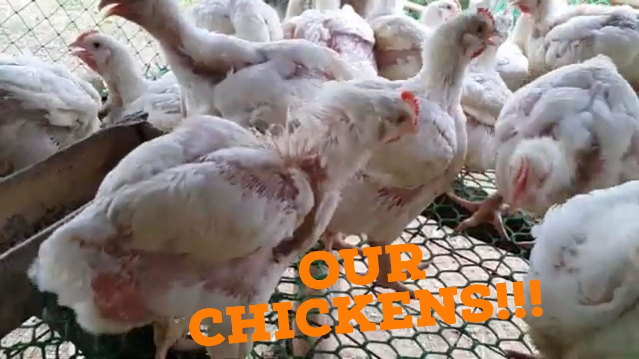 My Free Range and Broiler Chickens [Vlog 12] - YouTube