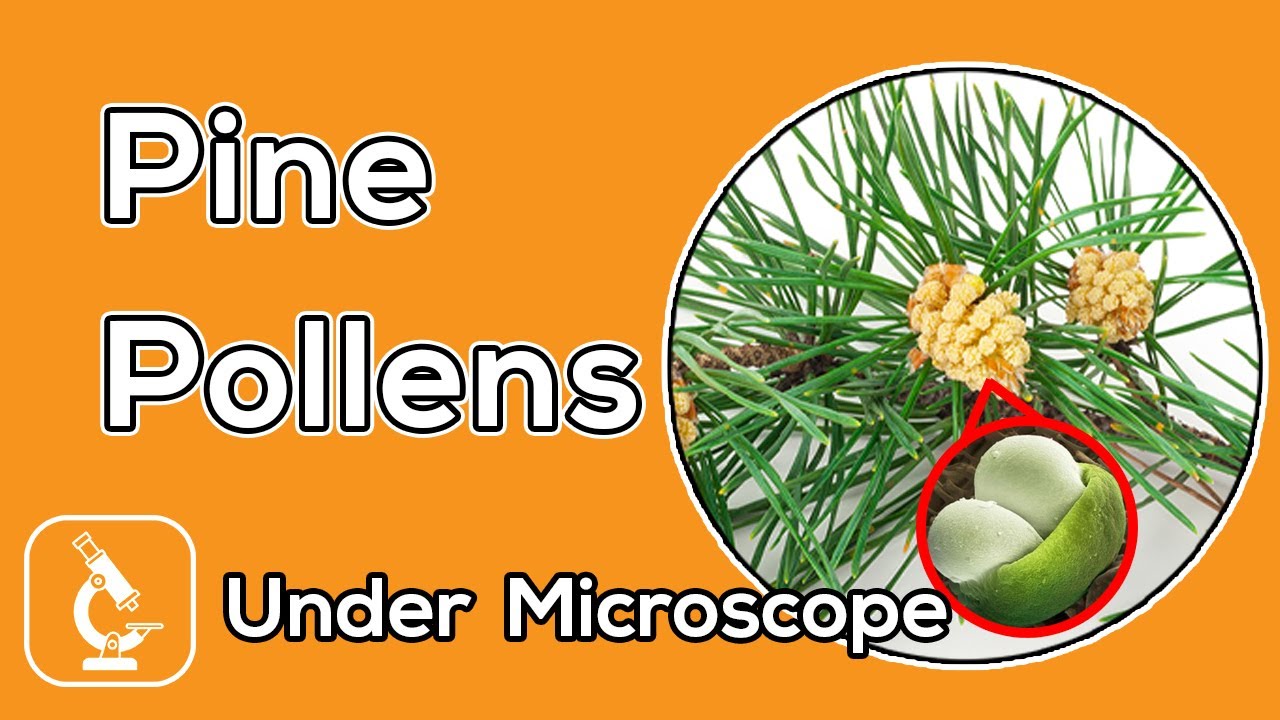 Under Microscope | What does pine pollens look like under the ...